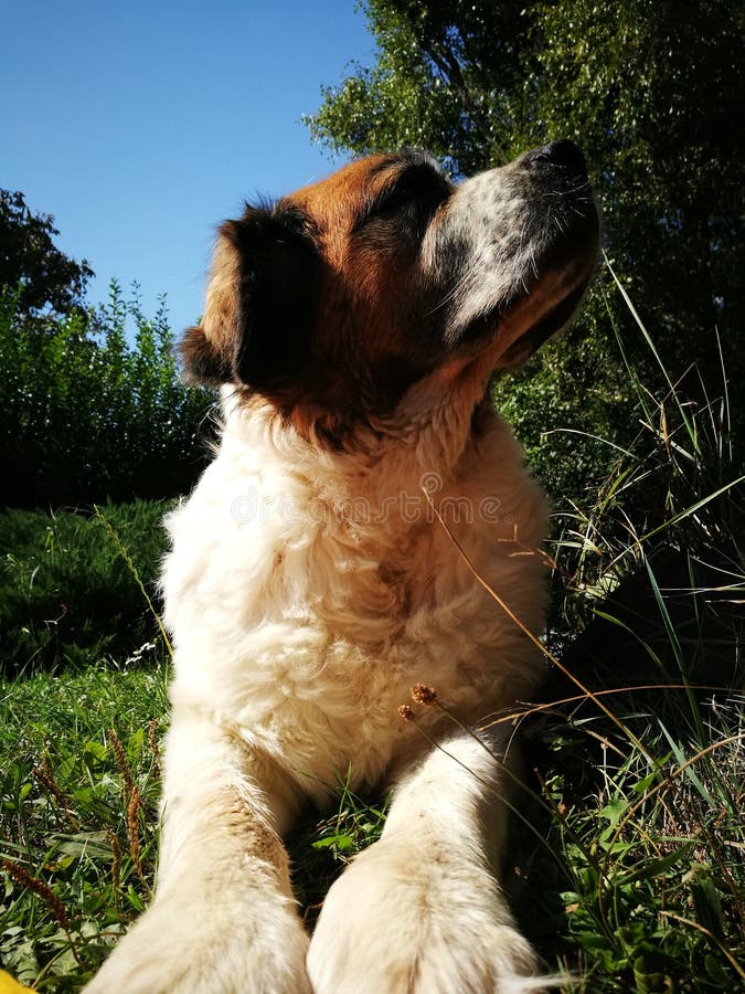 St bernard dog stock photo. Image of face, snout, tornjak - 82112592