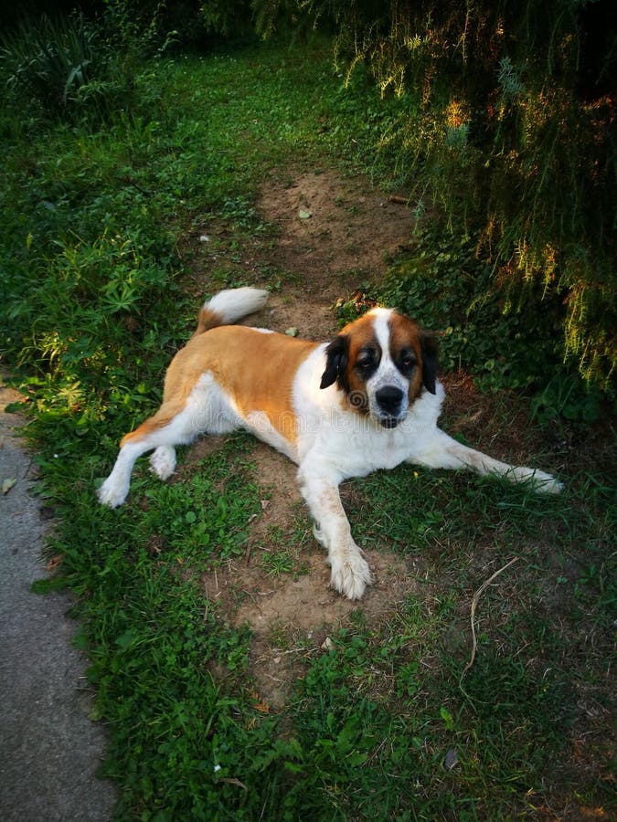 St bernard dog stock photo. Image of grass, happy, plant - 82121048