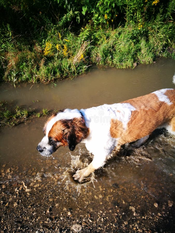 St bernard dog stock image. Image of happy, face, spaniel - 82121197