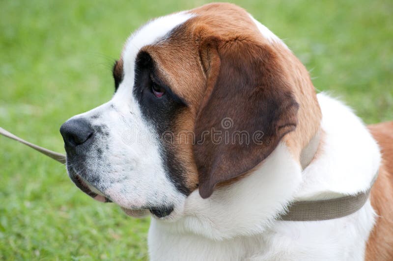St bernard face stock photo. Image of face, bruise, brown - 14706486