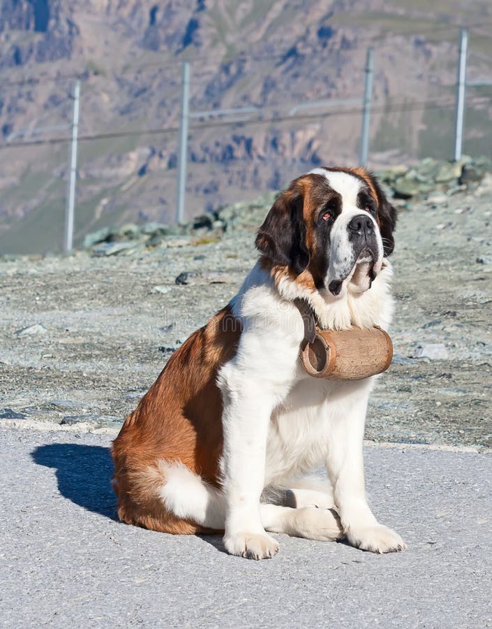 St Bernard pies zdjęcie stock. Obraz złożonej z wierzchołek - 68983396