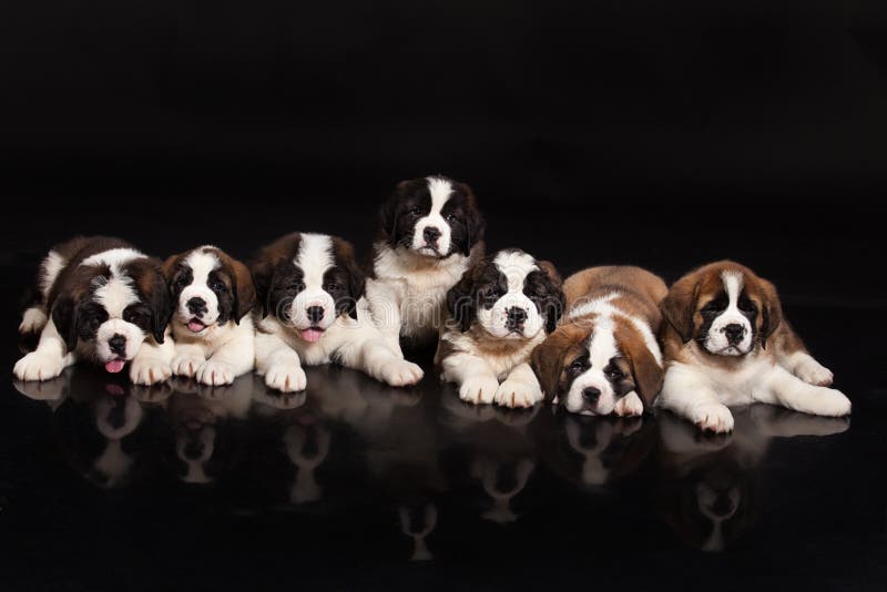 Puppies stock image. Image of dogs, puppies, pets, animals - 23301575