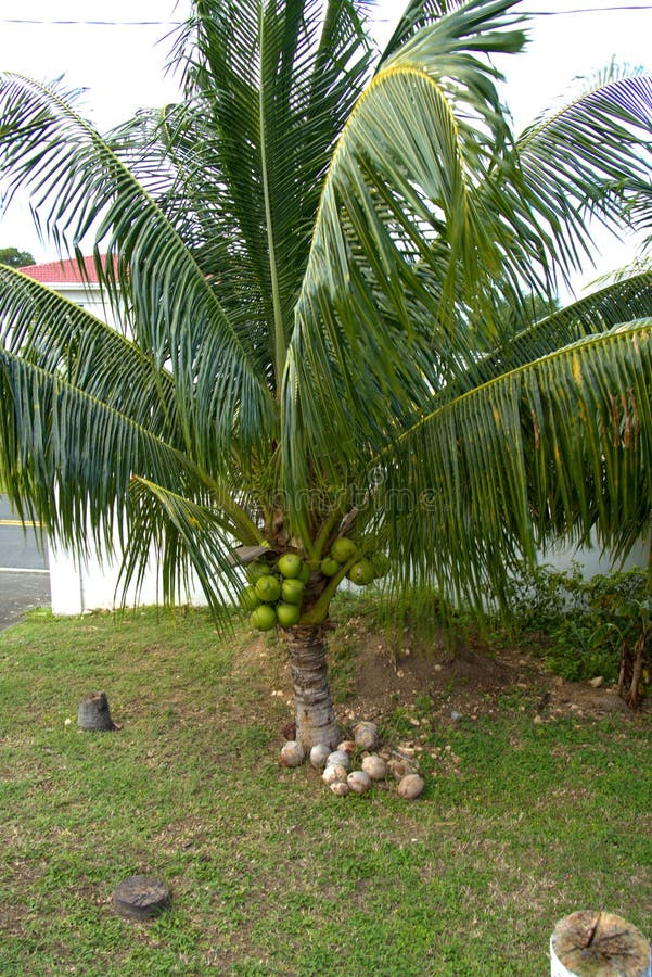 St Croix Coconut Tree Loaded with Fruit Stock Image - Image of scenic ...