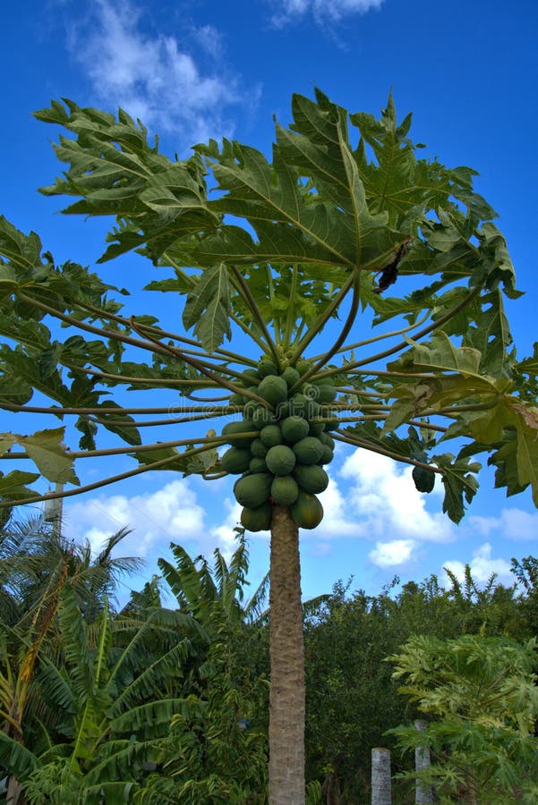 St Croix Coconut Tree with Beautiful Blue Sky Stock Photo - Image of ...