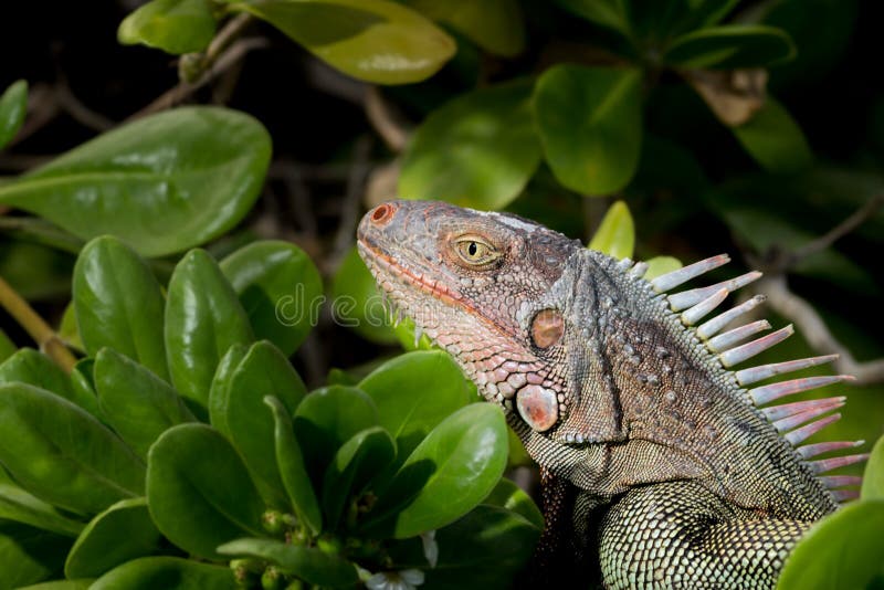 St Croix Green Iguana Stock Photos - Free & Royalty-Free Stock Photos ...
