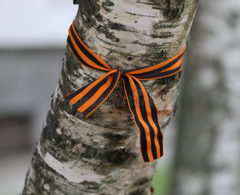 St. George Ribbon is Knotted on the Trunk of a Birch Tree Stock Image ...