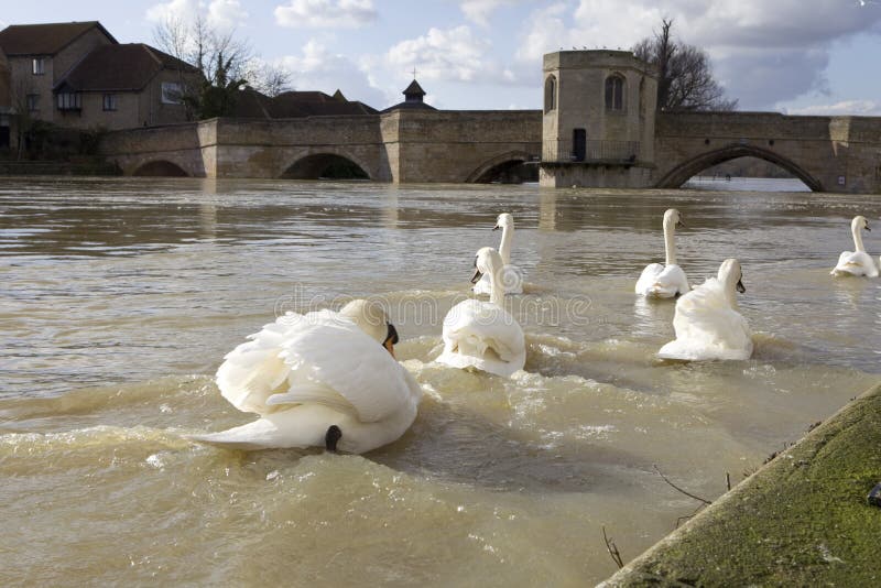 ST IVES stock photo. Image of england, town, spring, huntingdonshire ...