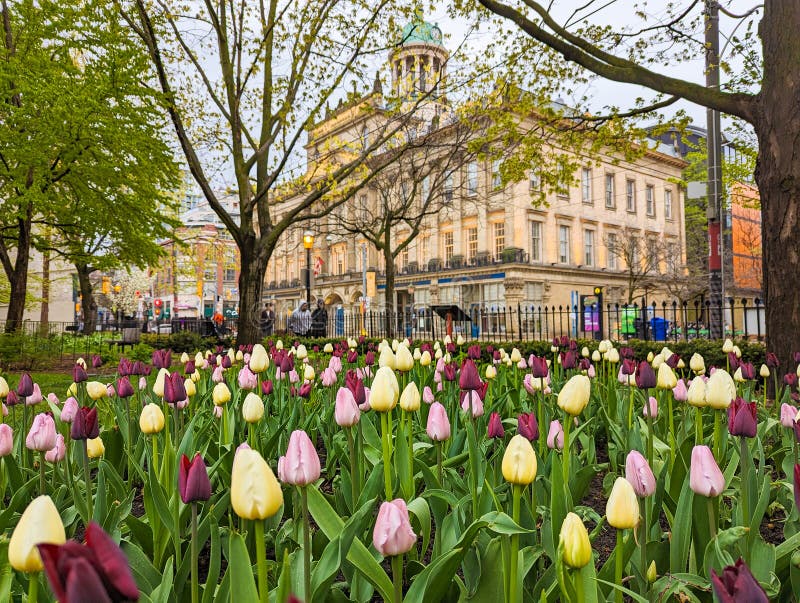 St James Park Toronto stock photo. Image of tulips, james - 279265836