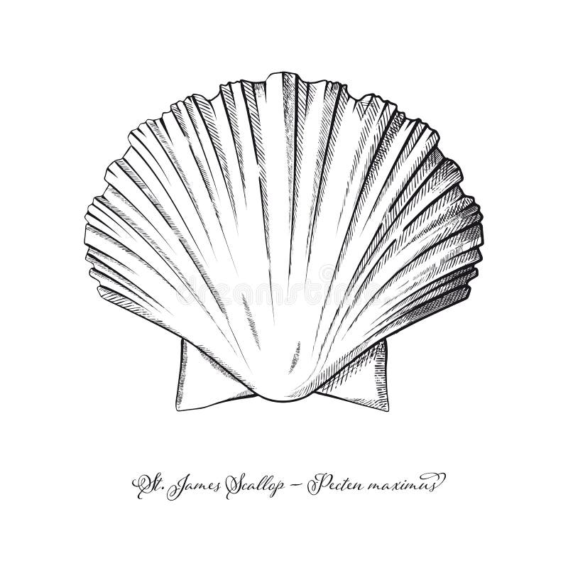 St James Scallop Vintage Engraving Style Illustration Stock Vector ...