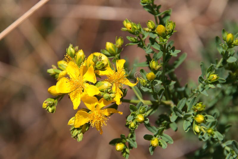 St. John`s wort stock photo. Image of closed, john, flower - 94523396
