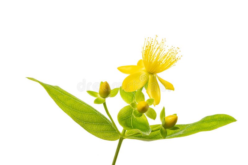 St. John`s Wort Flower with Buds Stock Photo - Image of hypericaceae ...