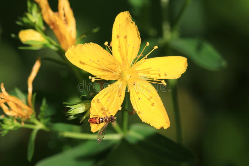 St. John s Wort Flower stock image. Image of wort, john - 42029509