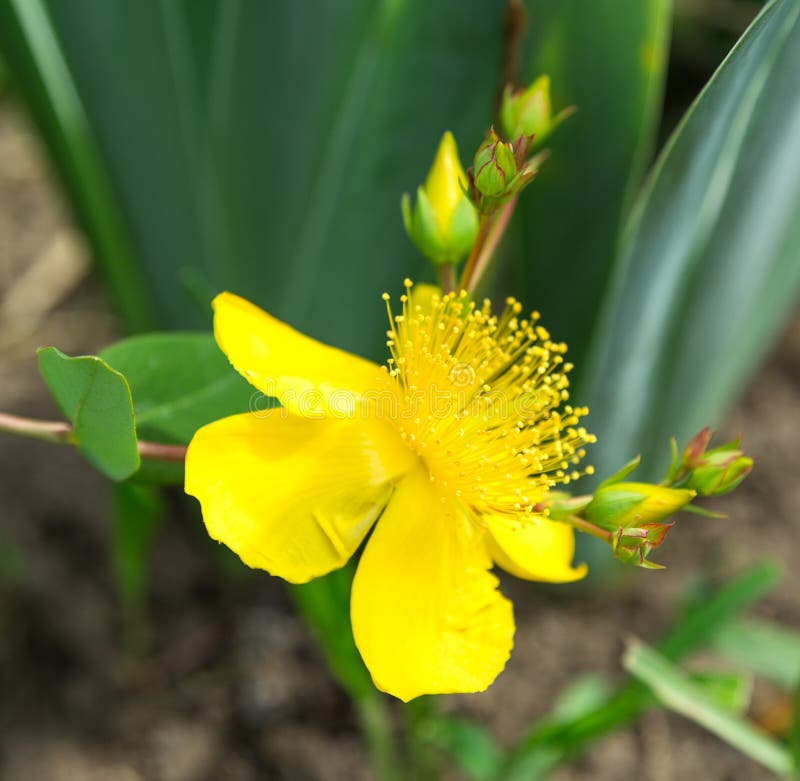 St. John s wort flower stock photo. Image of outdoor - 32772020
