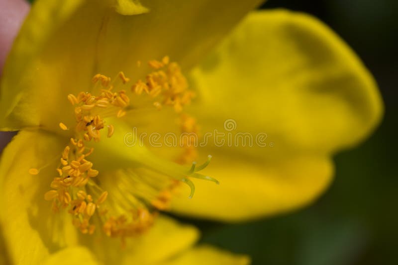 St. John`s Wort Flower - Hypericum Stock Image - Image of summer, john ...