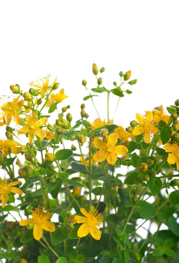 St. John s wort flowers stock image. Image of plant, john - 24035547