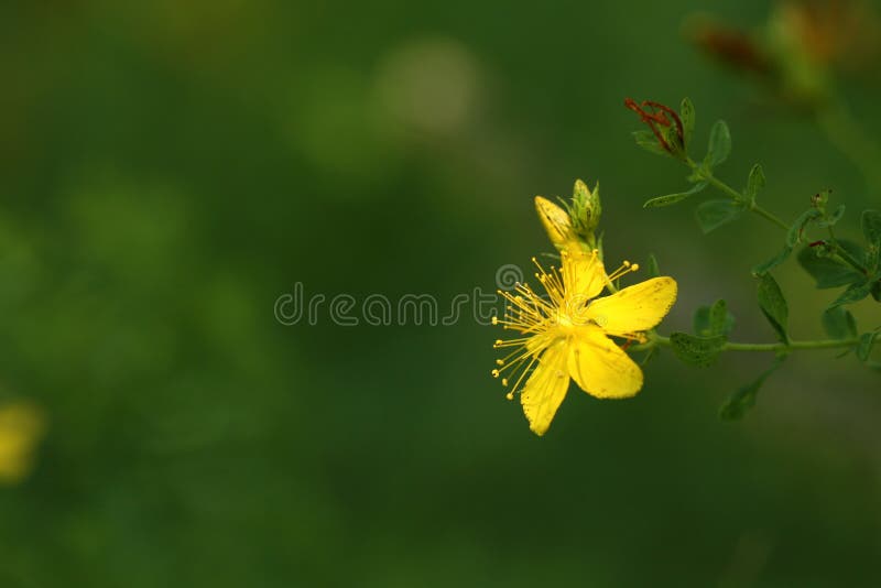 St. John S Wort (Hypericum Perforatum) Stock Photo - Image of season ...