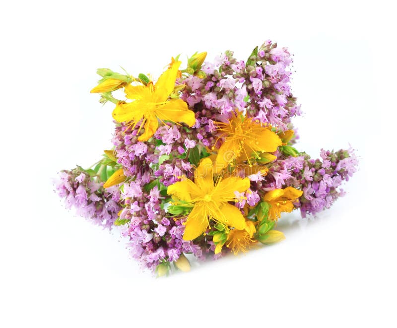 St. John S Wort and Origanum Flower Stock Photo - Image of beautiful ...