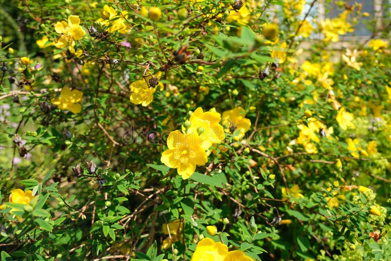 A St John`s Wort Yellow Garden Flower Stock Image - Image of color ...