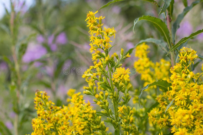 St. John`s Wort is a Yellow Healing Flower Stock Photo - Image of ...