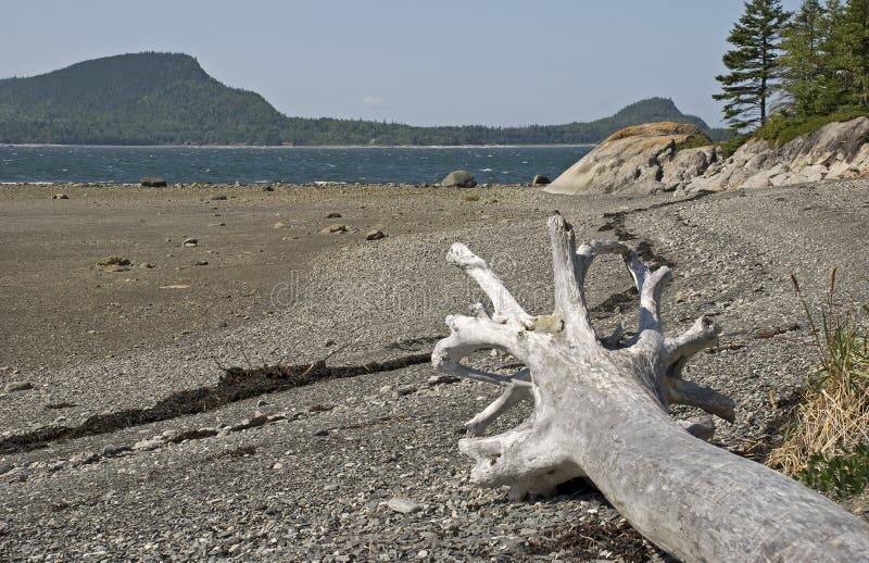 St. Lawrence River Shore with Dead Tree Stock Photo - Image of quebec ...