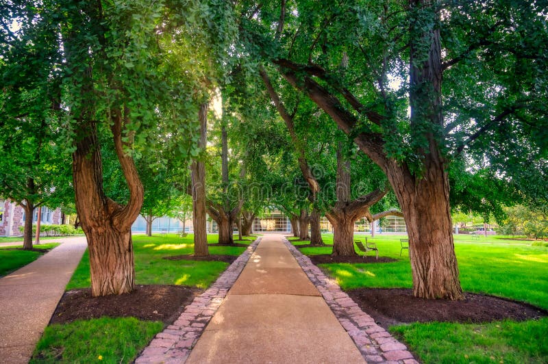Washington University in St. Louis Stock Photo - Image of hall ...