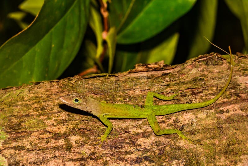 St. Lucia Anole stock photo. Image of curious, background - 148724896