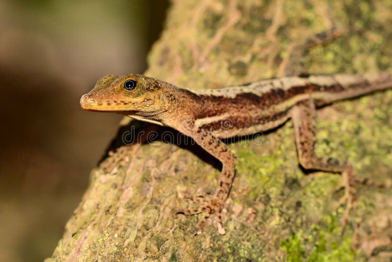 St. Lucia Anole stock image. Image of behavior, close - 148725193