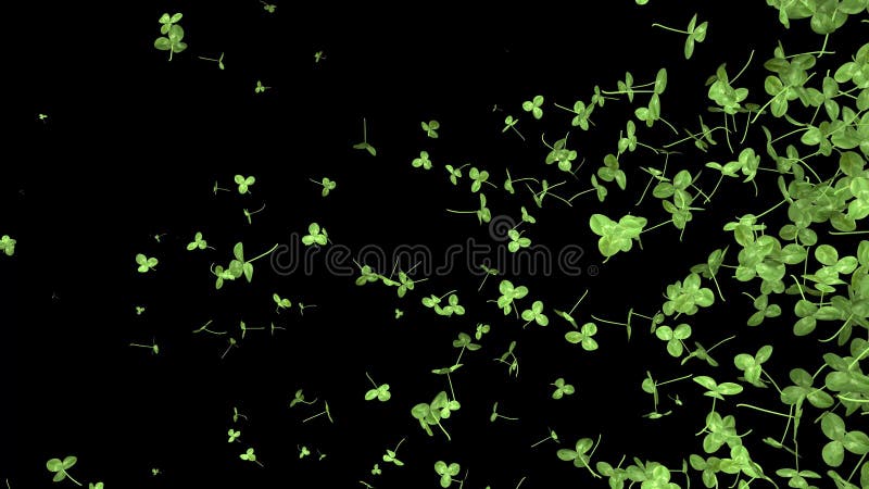 St Patrick Day Animated Clover Transition from Edges Than Blown Away ...
