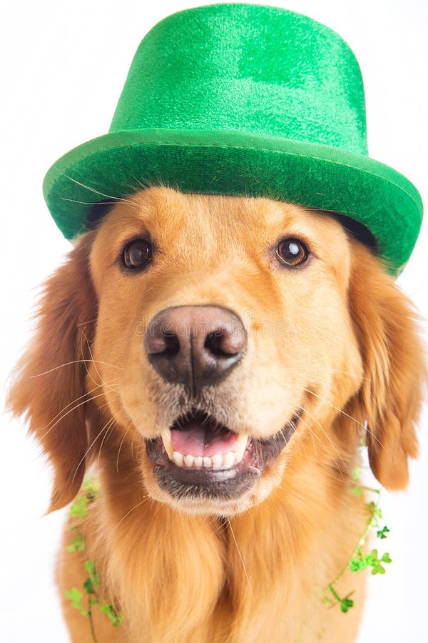 St. Patrick s Day Dog stock photo. Image of animal, canine - 48600190