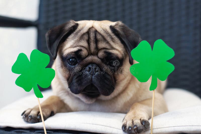 St. Patrick`s Day Dog Pug with Paper Green Clover Stock Image - Image ...