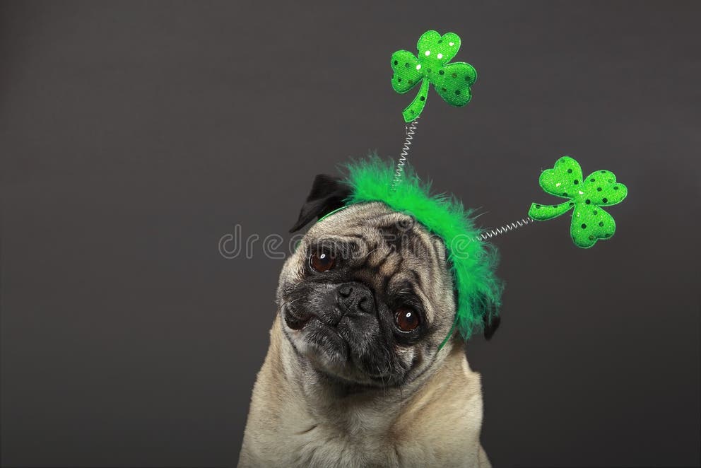St. Patrick s Day Pug stock image. Image of puppy, animal - 23817487