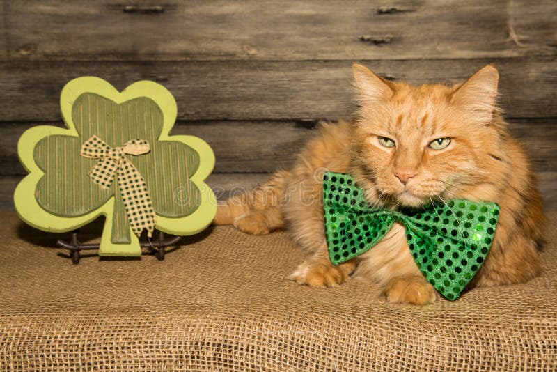 St. Patricks Day Cat stock photo. Image of beautiful - 68598126