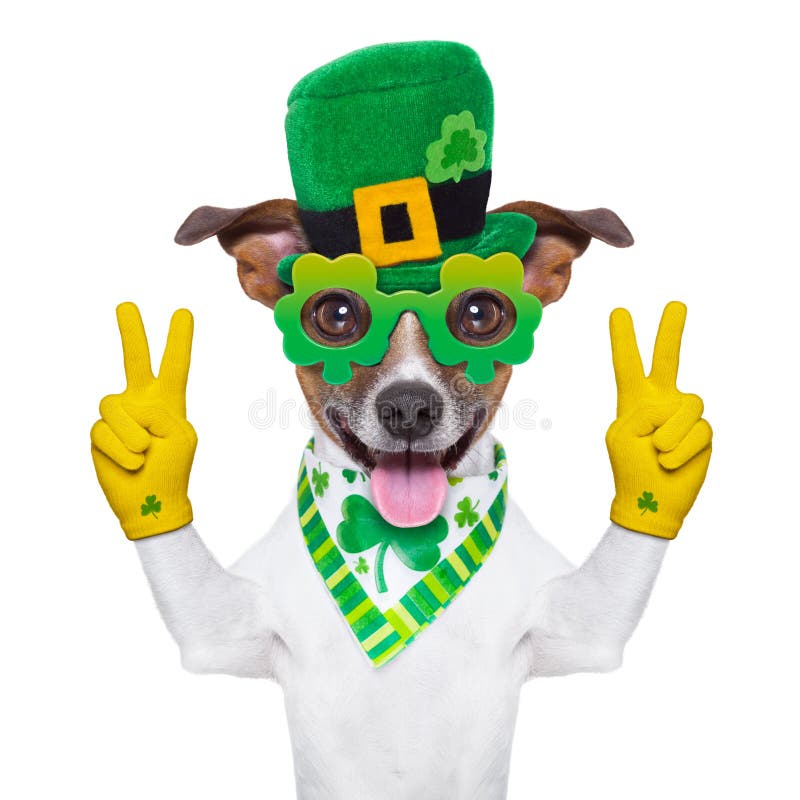 St. patrick s day dog stock image. Image of patricks - 26119207