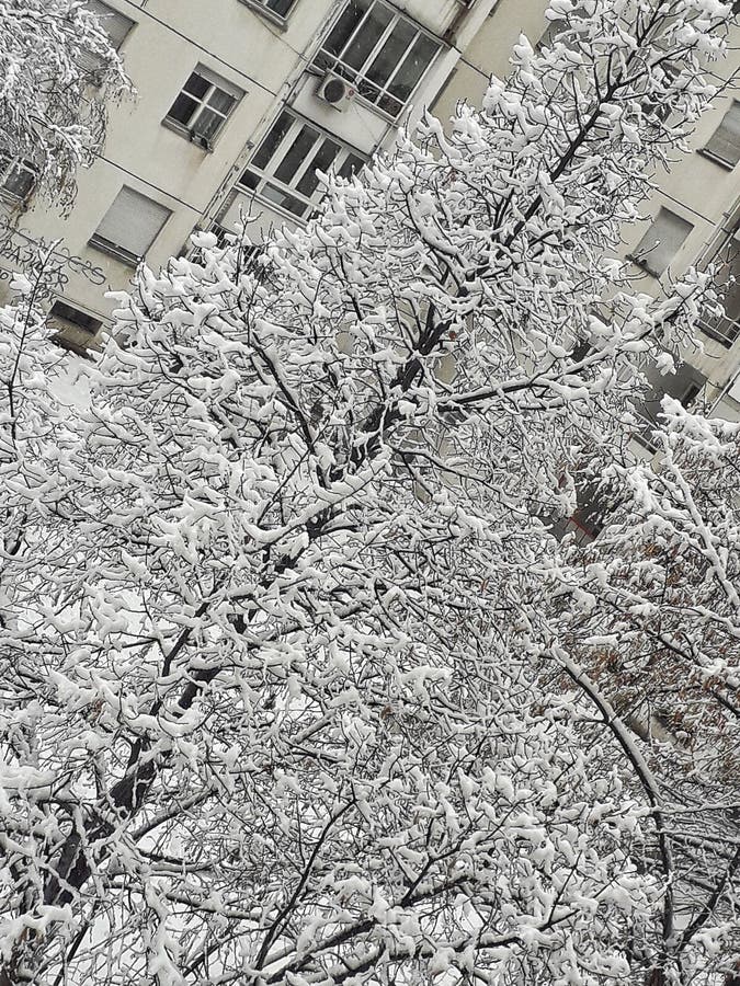 1st snow stock photo. Image of cold, snow, belgrade - 136114356