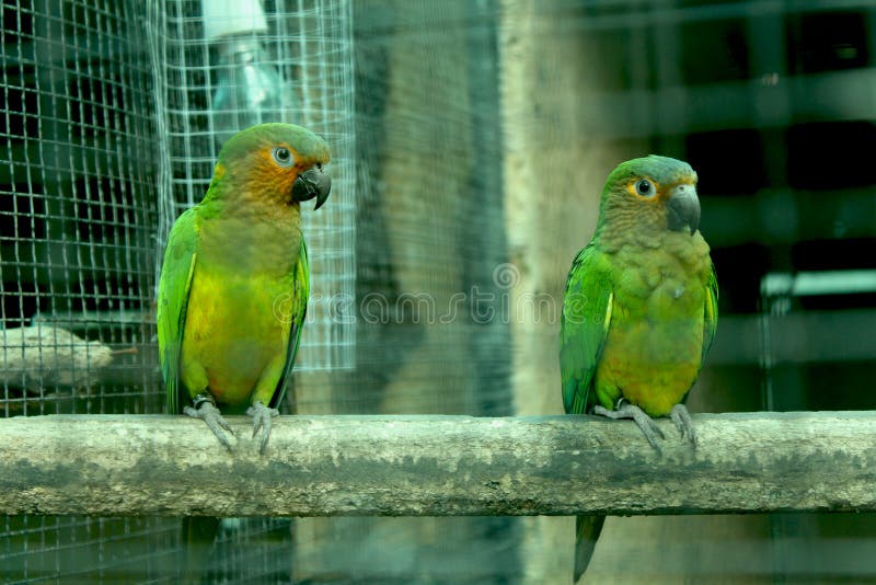 St.thomas Conure bird stock image. Image of color, amazon - 28922165