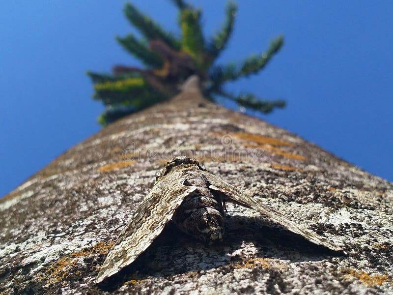 St Vincent and the Grenadines Moth Camouflaging on a Tree Stock Image ...