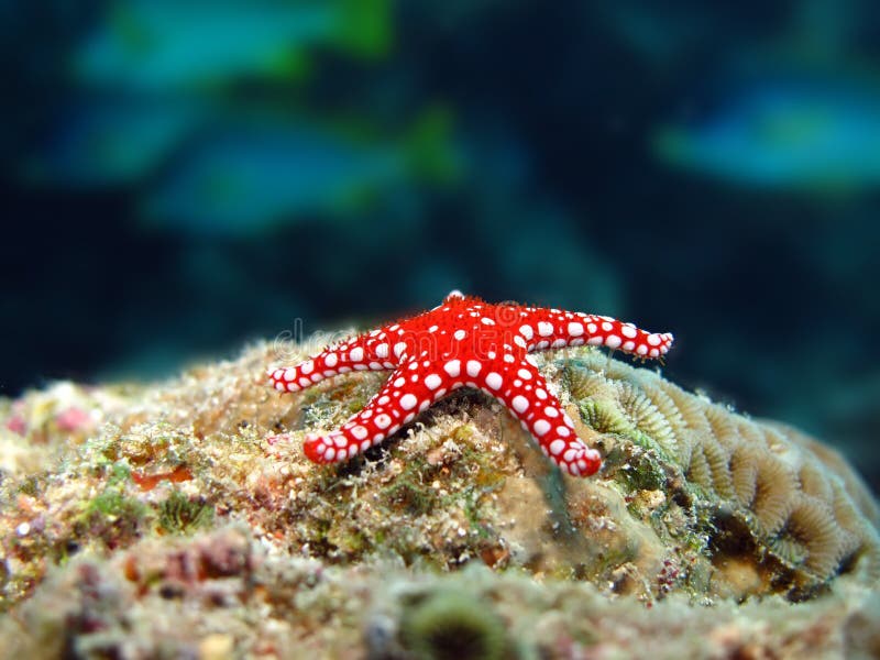 Sta do mar de Ghardaqa foto de stock. Imagem de nave - 10411046