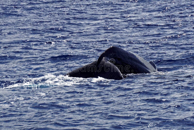 Staart Van Een Potvis Die in Het Water De Zomer DA Duikt Stock ...