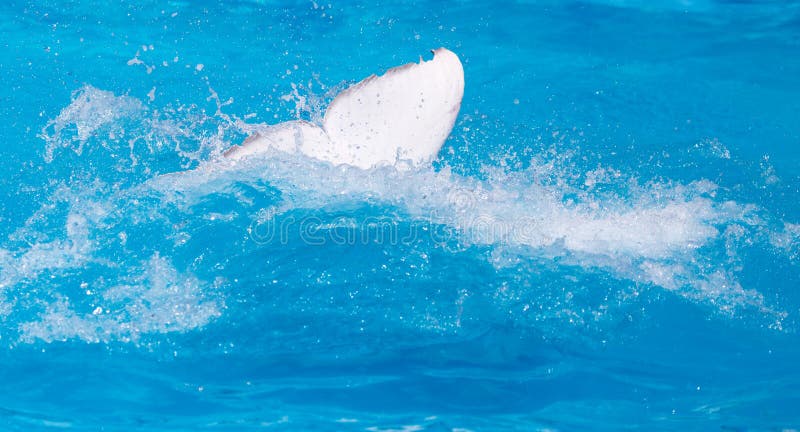 Staart Witte Dolfijn in De Pool Stock Afbeelding - Image of oceaan ...