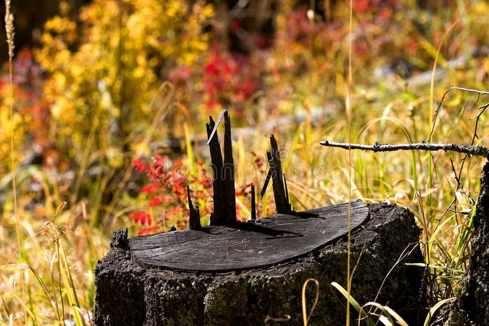 Stab stock image. Image of environment, forest, outdoors - 3144089