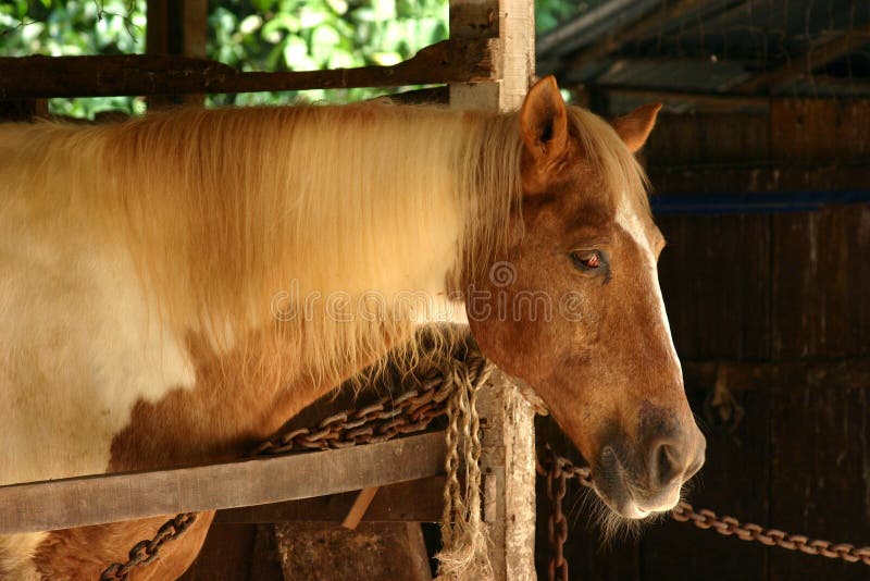 Stabiel paard stock foto. Image of verschuiving, maak, pret - 499972