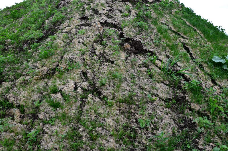 Stabilization of Slopes by Hydro Sowing. a Mixture of Wood Pulp and ...