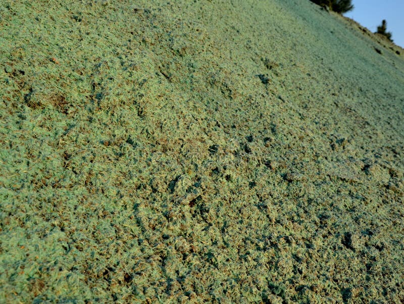 Stabilization of Slopes by Hydro Sowing. a Mixture of Wood Pulp and ...