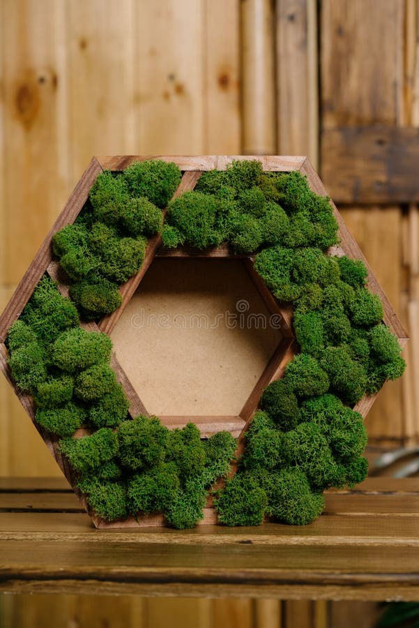 Stabilized Moss.Green Stabilized Moss Texture in Wooden Frame Stock ...