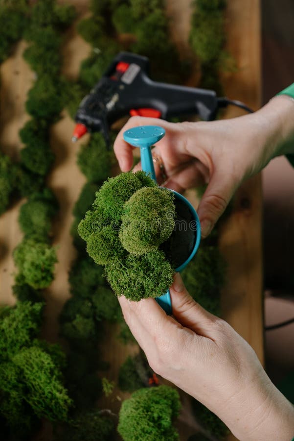 Stabilized Moss.Making Decorative Crafts from Stabilized Moss Stock ...