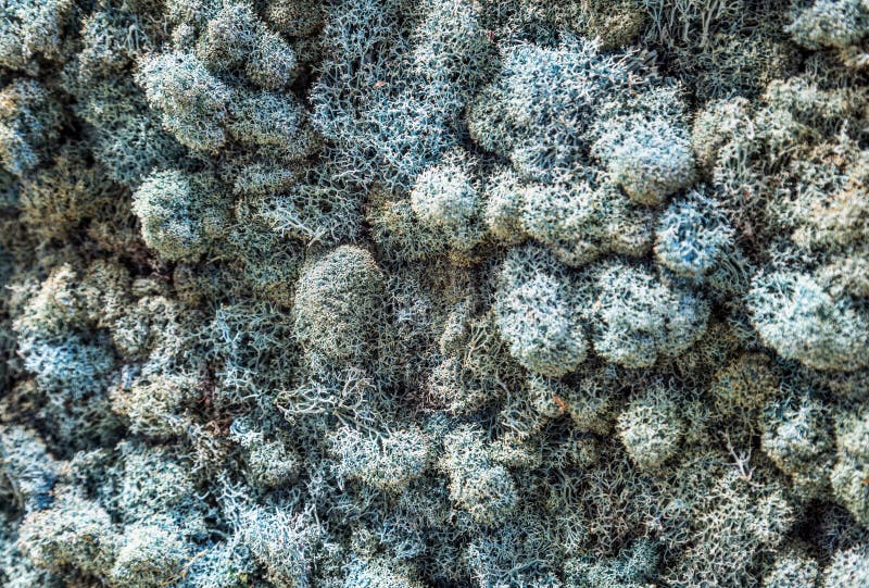 Stabilized Moss, a Natural Material Used for Decorative Decoration of ...