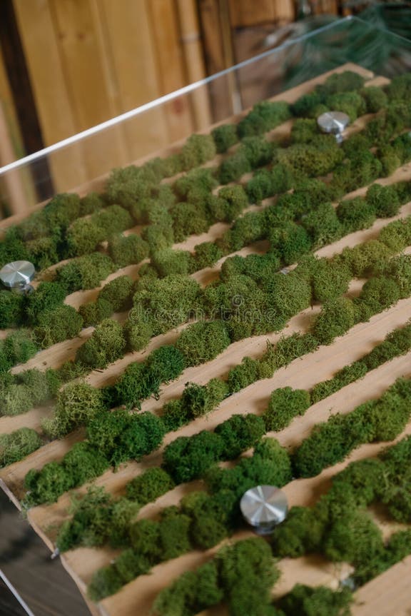 Stabilized Moss. Table Decorated with Stabilized Moss Stock Image ...