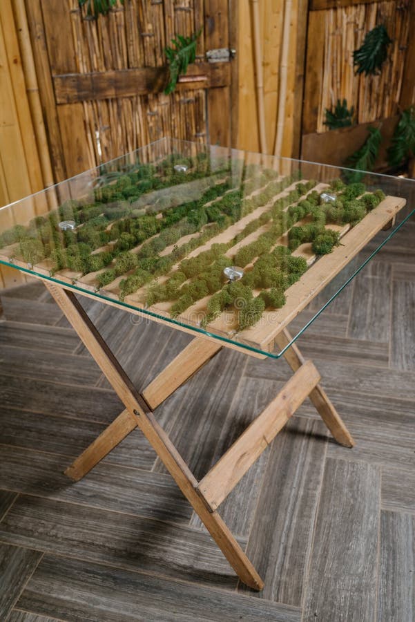 Stabilized Moss. Table Decorated with Stabilized Moss Stock Image ...