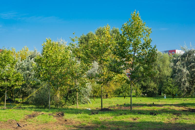 Stabilized planted trees stock photo. Image of natural - 97818400