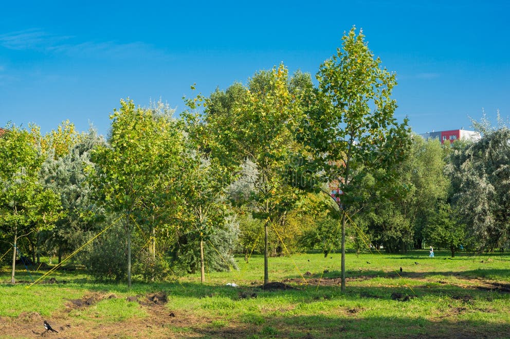 Stabilized planted trees stock photo. Image of natural - 97818400